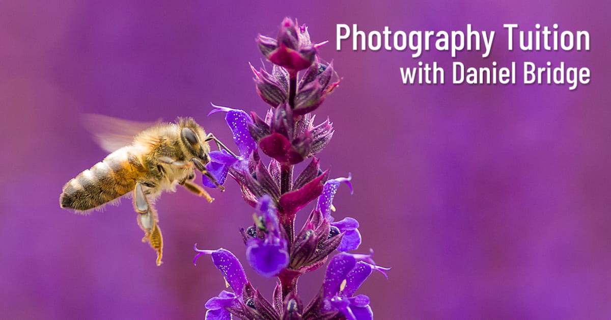 Close-up and Macro Photography Workshop in Essex with Daniel Bridge